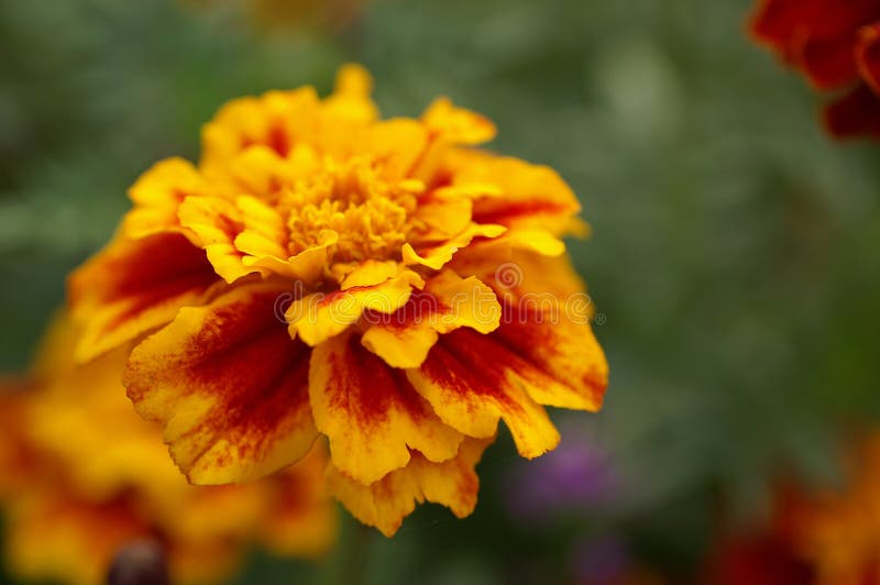 Blooming flower stock photo. Image of bloom, spring, smell - 285542