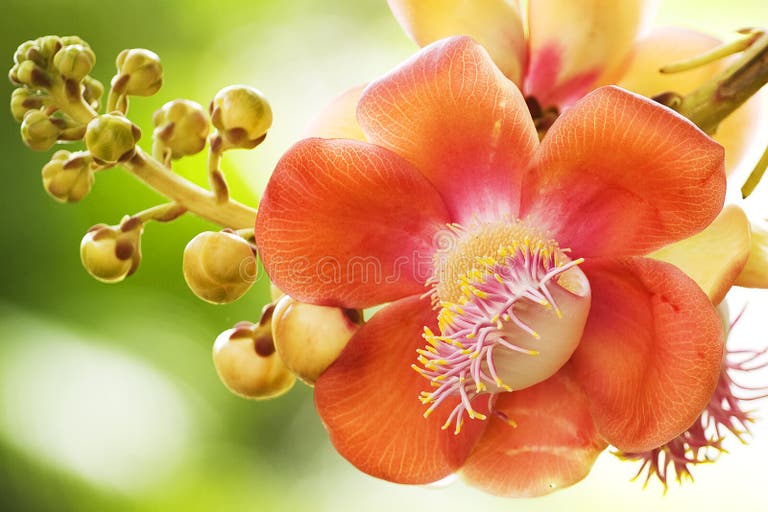 Nagalinga or Shivalinga Flower Stock Image - Image of couroupita ...
