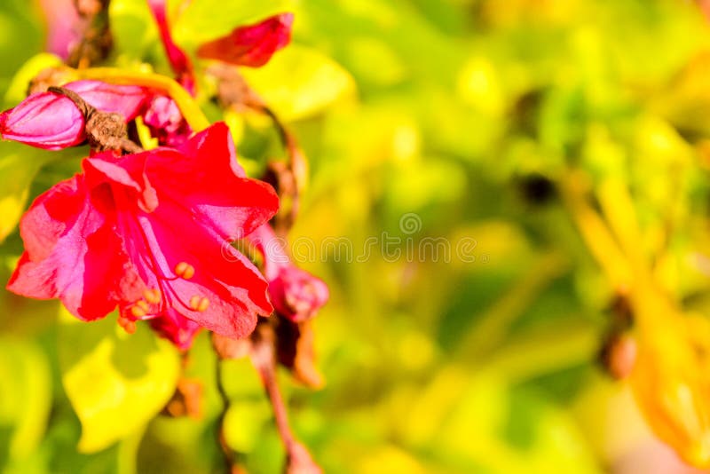 Blooming Flower Background stock image. Image of rare - 199534695
