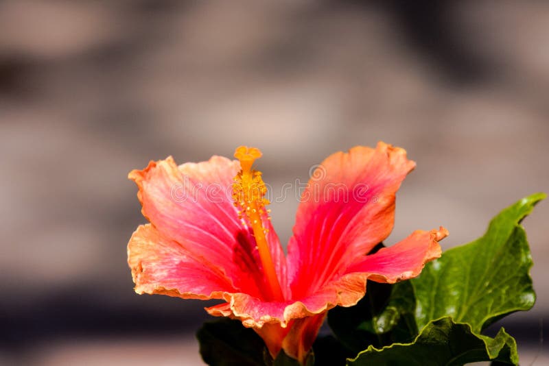 Blooming Flower Background stock image. Image of nature - 201375943