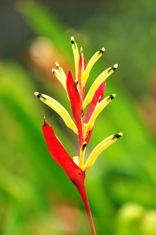 Blooming flower stock photo. Image of grass, life, botany - 32088894