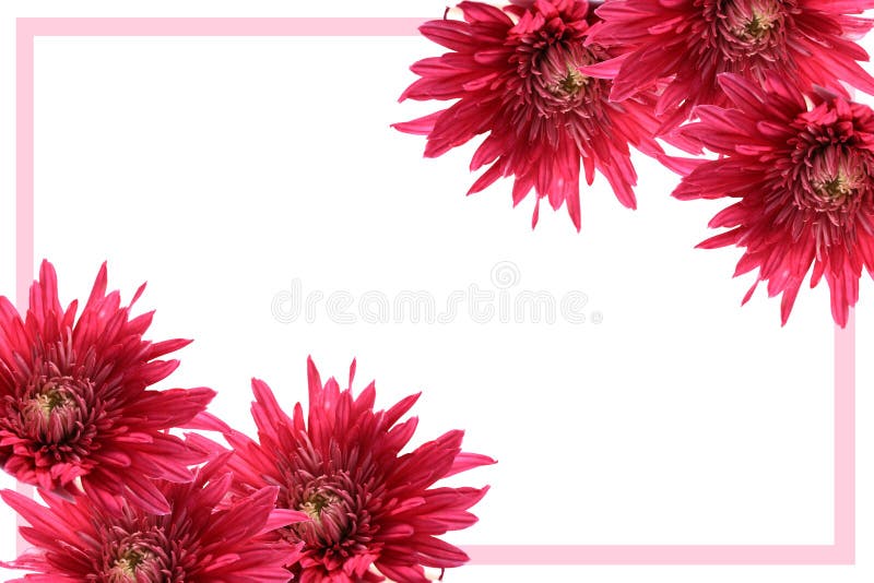 Blooming flower frame stock photo. Image of isolated - 18300824
