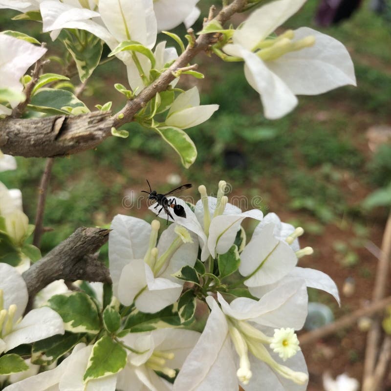 Blooming Flower in the Garden for People Stock Photo - Image of garden ...