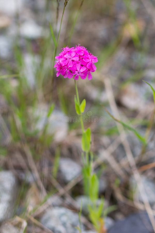 Blooming Flower Head of Silene Compacta Fischer on the Summer Meadow ...
