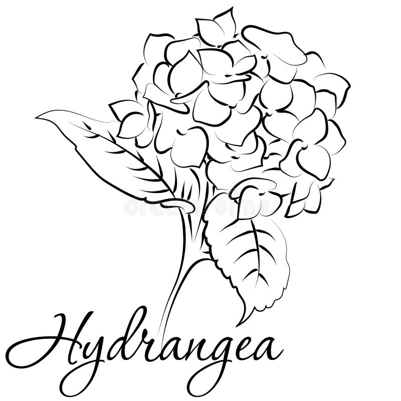 Outline Hydrangea Leaf Stock Illustrations – 882 Outline Hydrangea Leaf ...