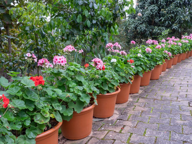 Blooming Flower in the Plastic Pot Stock Photo - Image of curve ...