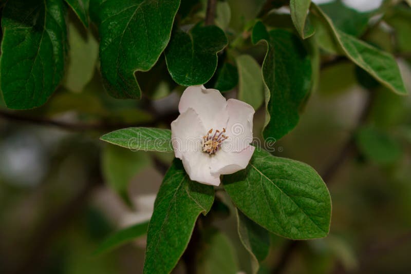 Blooming Flower on a Quince Tree Branch in the Springtime Stock Image ...