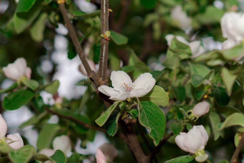Blooming Flower on a Quince Tree Branch in the Springtime Stock Photo ...