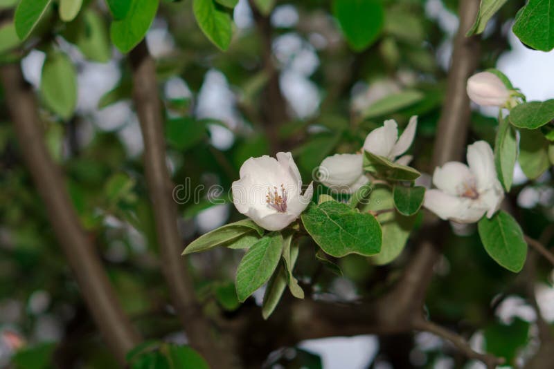 Blooming Flower on a Quince Tree Branch in the Springtime Stock Image ...