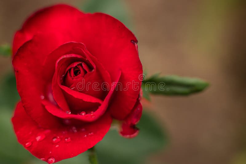 Blooming Red Rose. Drops on Red Petals Stock Image - Image of flowerpot ...