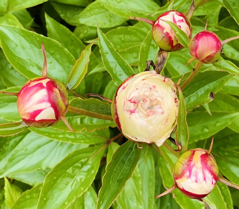 Colorful Peony Buds in Sunlight Stock Photo - Image of botanical ...