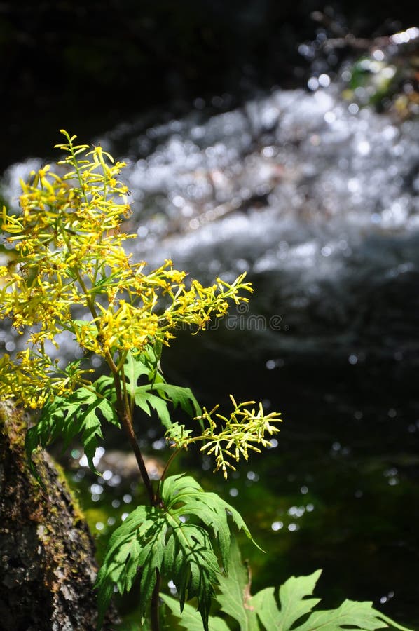 Running Brook in Vermont stock photo. Image of landscape - 17705070