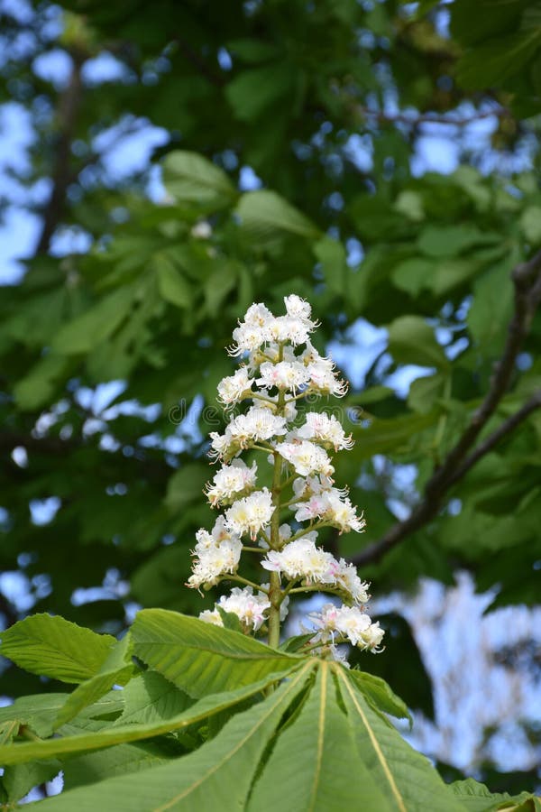 Blooming and Flowering Horse Chestnut Tree in the Spring Stock Image ...