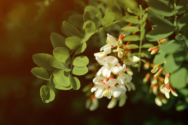 Blooming Flowers of Black Locust Tree in Spring, Close Up Stock Image ...