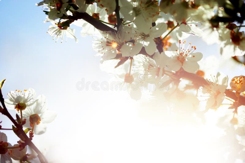 Blooming Flowers Branch stock image. Image of branch - 30788769