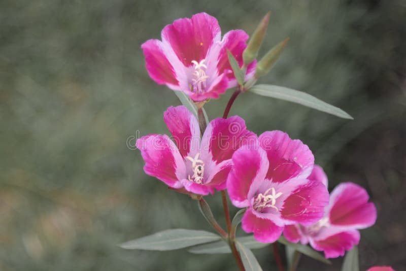 Blooming Flowers of the Clarkia Plant Stock Image - Image of garden ...
