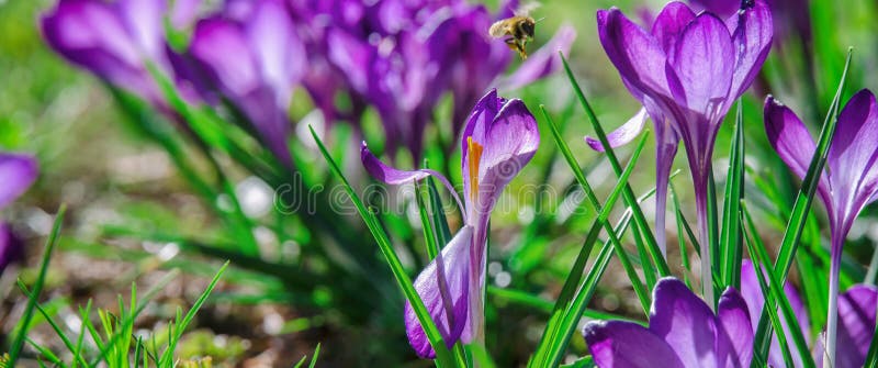 CROCUSES and INSECT stock photo. Image of life, city - 114194942