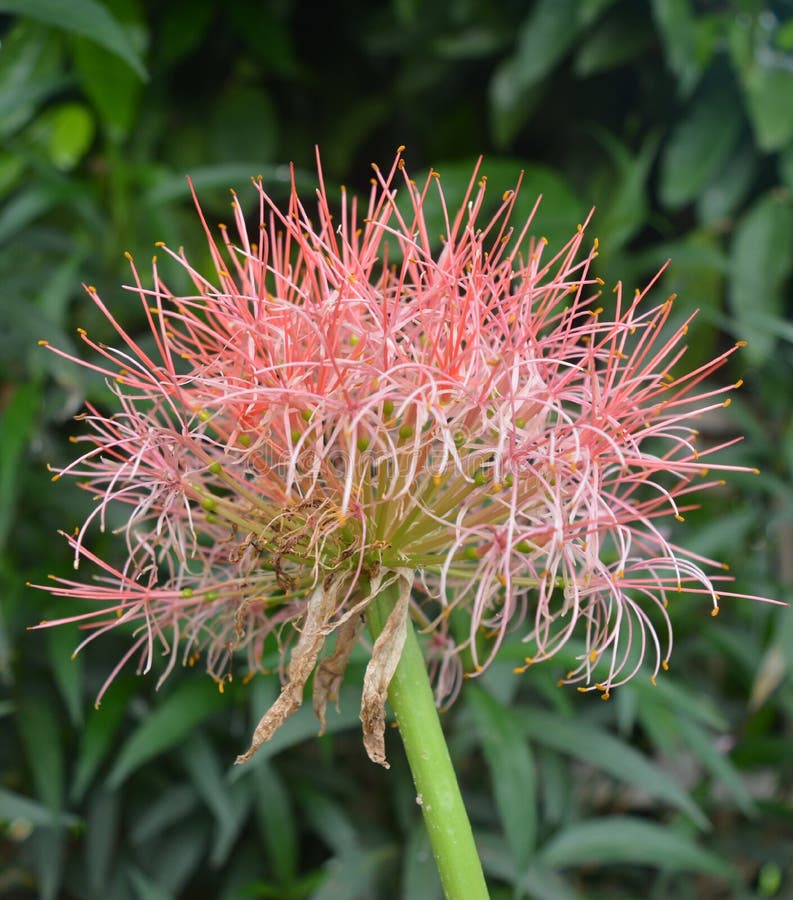 Blooming Flowers Like Exploding Fireworks Stock Image - Image of like ...