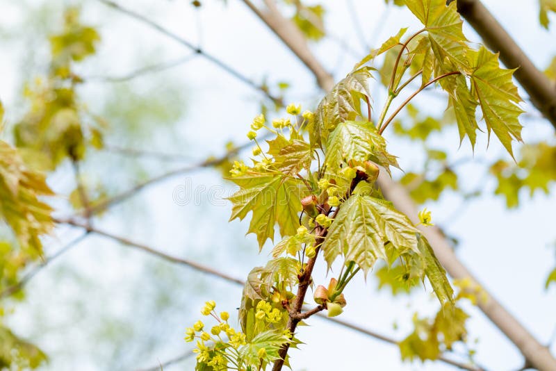 Blooming Flowers of Maple Trees in the Spring.Spring Maple Panicles of ...
