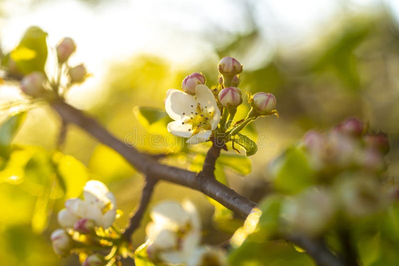 Blooming Flowers of a Blooming Pear Tree Close-up Stock Image - Image ...