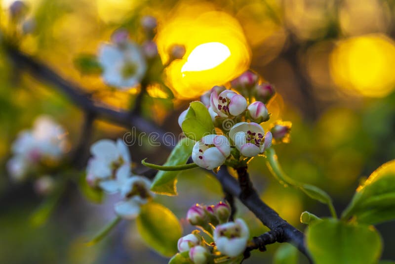 Blooming Flowers of a Blooming Pear Tree Close-up Stock Photo - Image ...