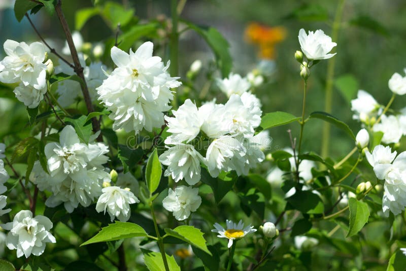 Blooming Flowers of the Plant Mock Orange Stock Image - Image of plant ...