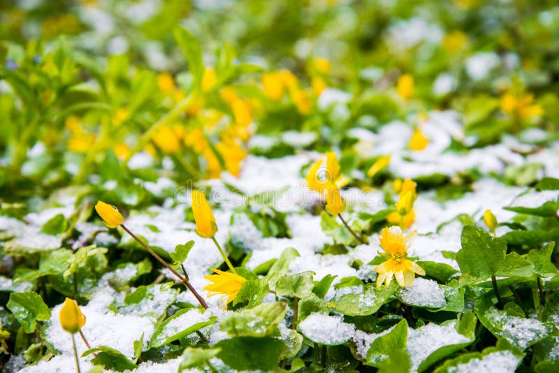 Blooming Flowers in Snow in Spring Park Stock Photo - Image of branch ...