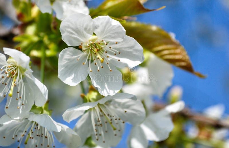Blooming Flowers Spring with Blue Sky Background Stock Photo - Image of ...