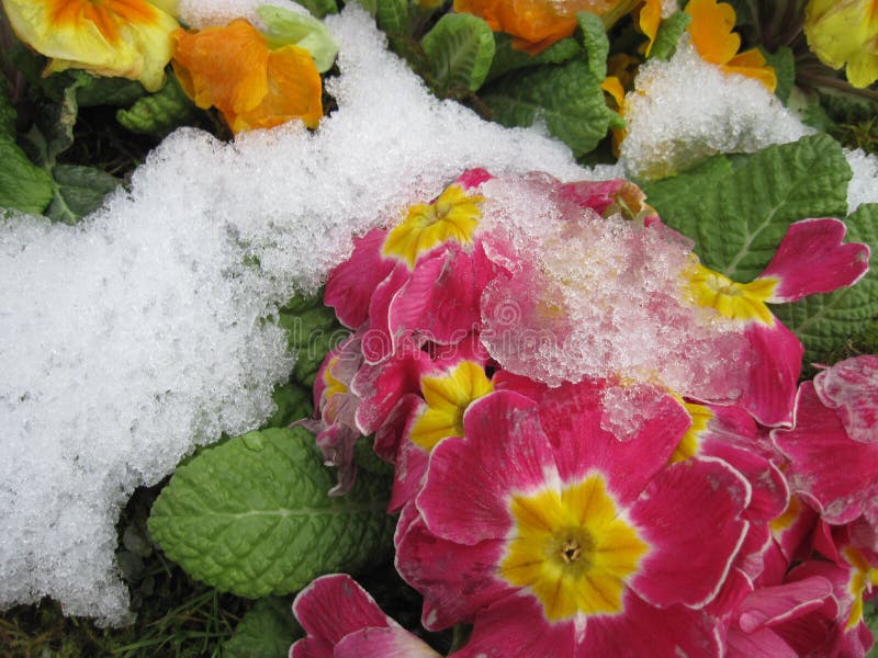 The Blooming Flowers in Spring Time with a Snow Stock Image - Image of ...