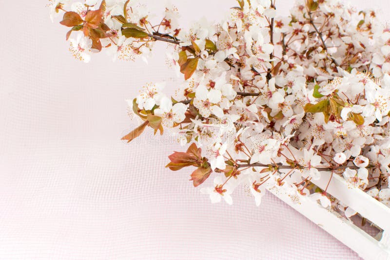 Blooming Flowers on Tree Branches Stock Image - Image of blossom ...