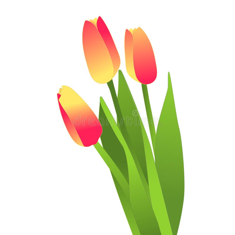 Tulips 2d Stock Illustrations – 76 Tulips 2d Stock Illustrations ...