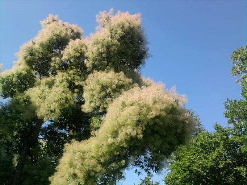 Blooming Fluffy Tree in the City Stock Photo - Image of fluffy, city ...