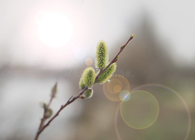 Blooming Fluffy Willow Branches in Spring Close-up with Soft Focus on ...
