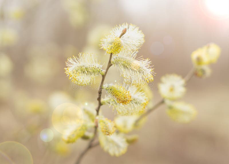 Blooming Fluffy Willow Branches in Spring Close-up with Soft Focus on ...