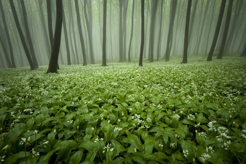 Blooming Forest with Fog and Flowers on the Ground Stock Photo - Image ...