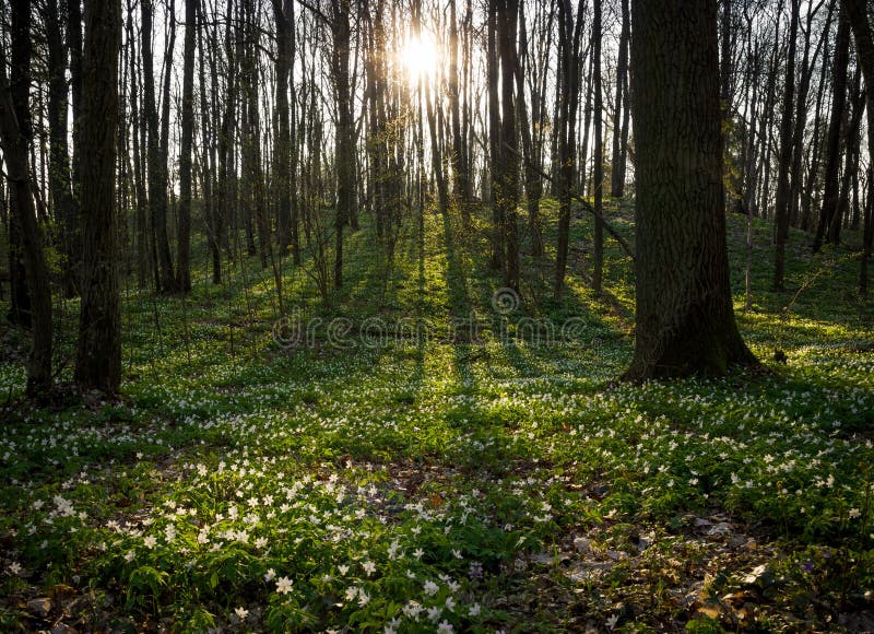 Blooming Forest stock image. Image of still, blooming - 91683433