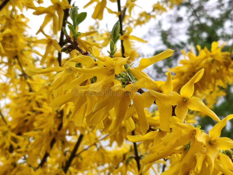 Blooming forsythia yellow stock image. Image of botany - 146415251