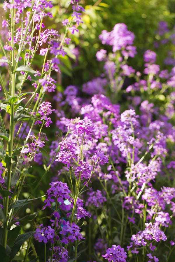 Fragrant Matiola Stock Photos - Free & Royalty-Free Stock Photos from ...