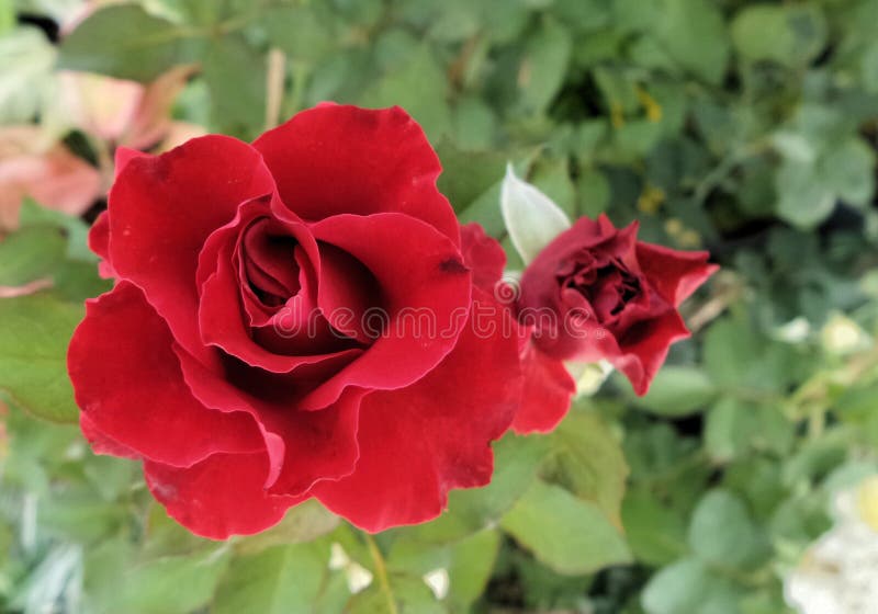 Blooming Fragrant Red Rose in the Garden Stock Image - Image of ...