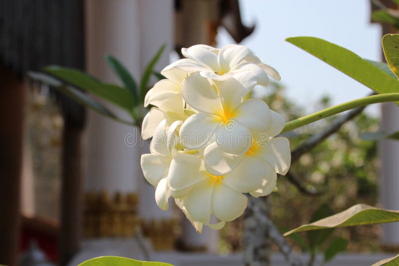 Blooming Frangipani Tree (laos) Stock Image - Image of stem, frangipani ...