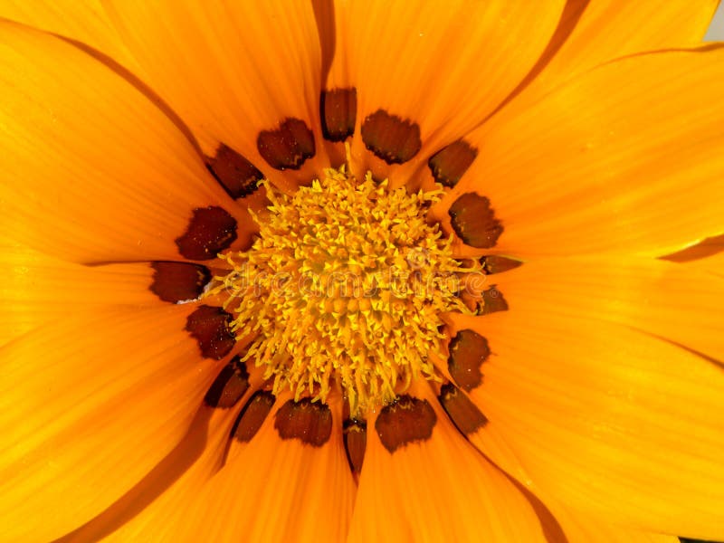 Blooming Fresh Colored Flower Stock Photo - Image of bloom, closeup ...