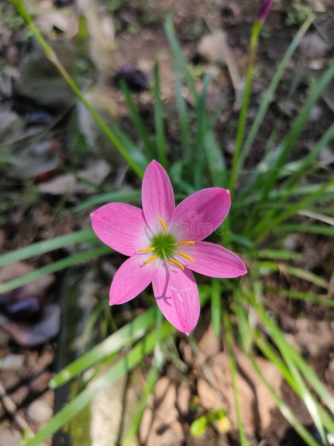 Blooming and Frsh Pink Zephyrantes Minuta in the Morning Stock Image ...