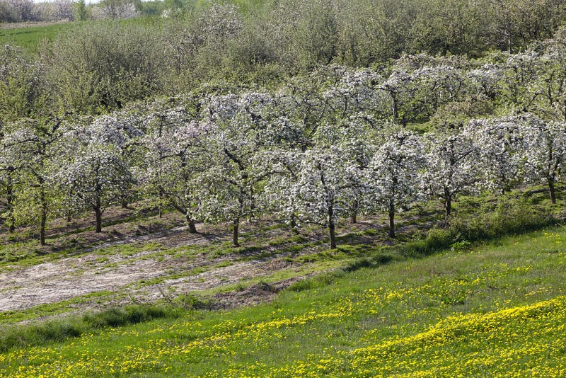 Blooming Fruit Orchards in Spring Stock Image - Image of blooming ...