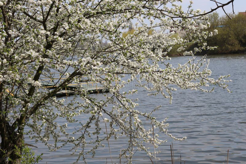 6,987 Fruit Tree River Photos - Free & Royalty-Free Stock Photos from ...