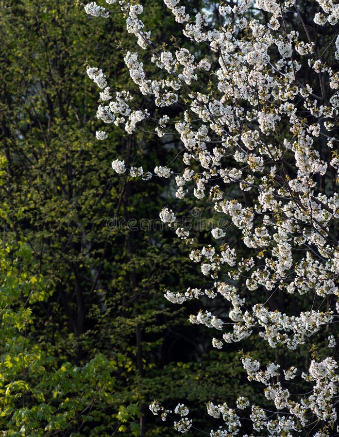 Blooming Fruit Tree on a Background of a Tree with Green Leaves. Stock ...