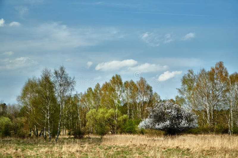 A Blooming Fruit Tree and Birch Coppice in Spring Stock Image - Image ...