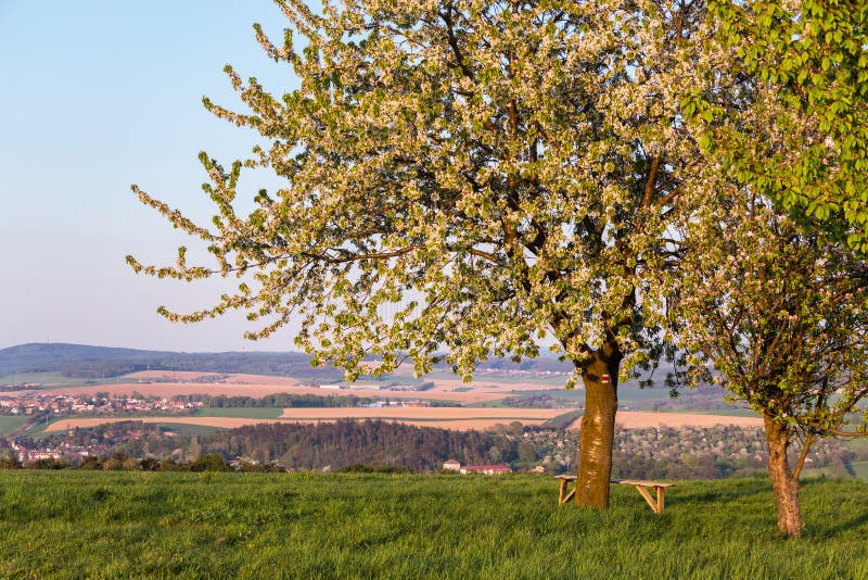 Blooming Fruit Tree in Landscape Stock Photo - Image of field, leaf ...