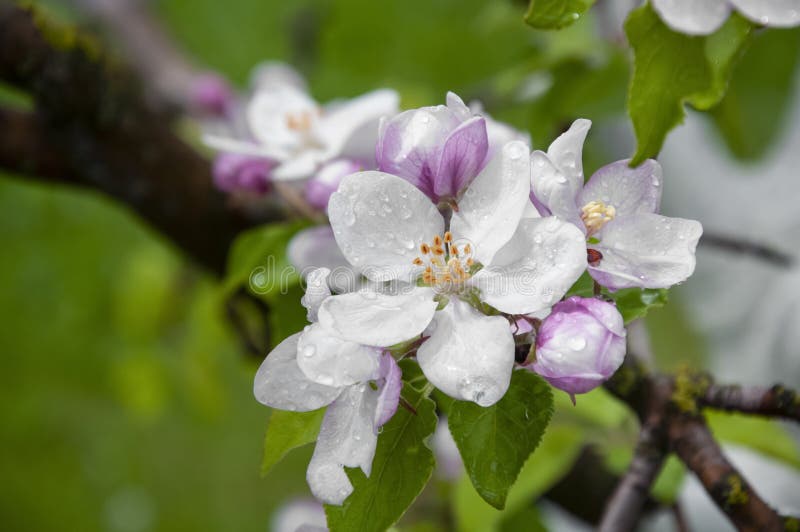Blooming Fruit Tree. Pink Cherry Blossom Flower on a Warm Spring Day ...