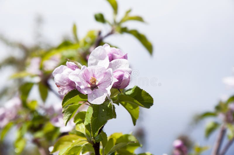Blooming Fruit Tree. Pink Cherry Blossom Flower on a Warm Spring Day ...