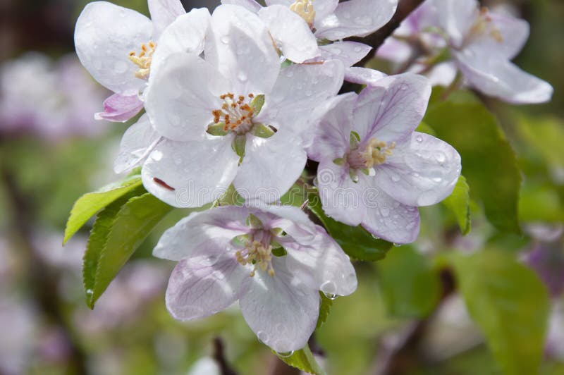 Blooming Fruit Tree. Pink Cherry Blossom Flower on a Warm Spring Day ...
